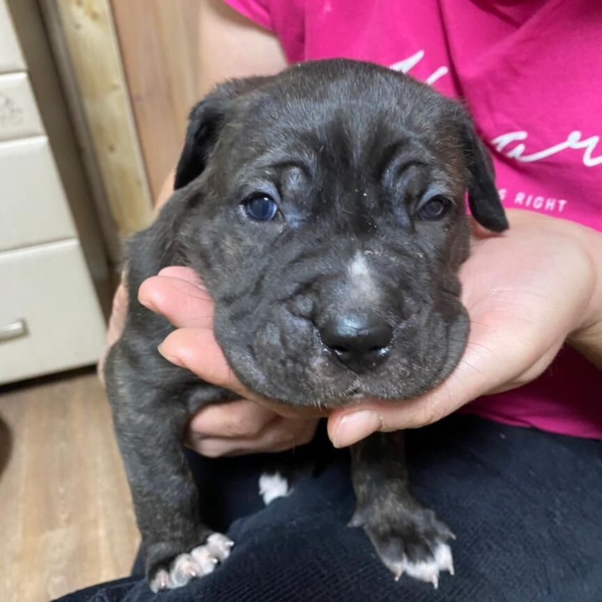 Щенки Кане корсо