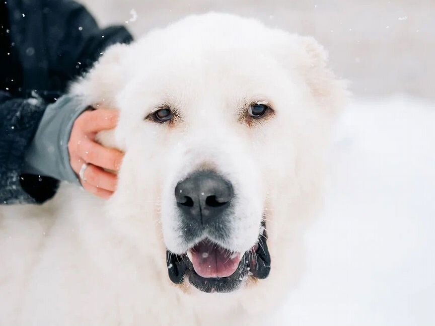 Среднеазиатская овчарка Гриша из приюта бесплатно