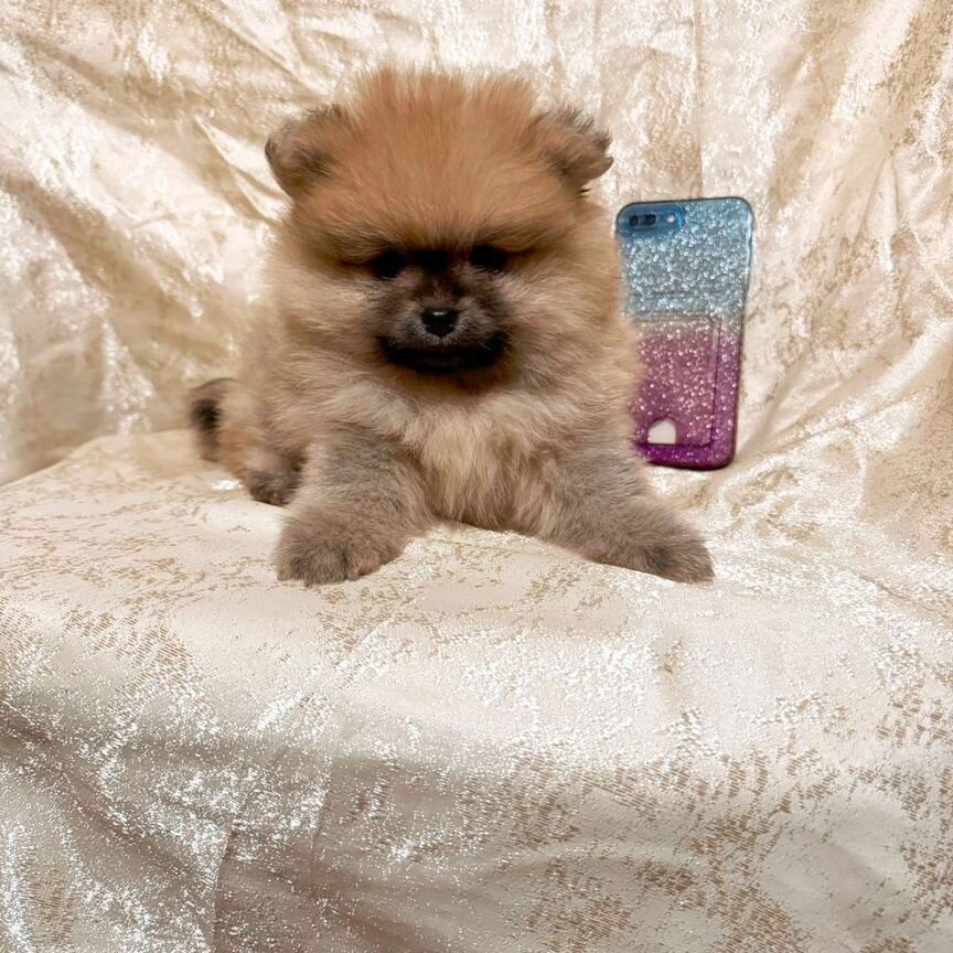 Шпиц