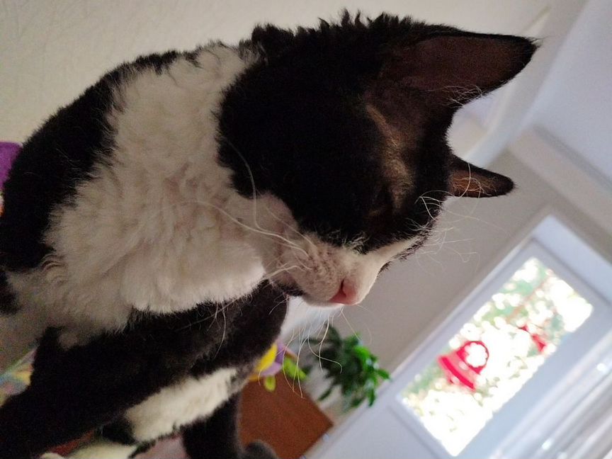 Канадский сфинкс браш отдам