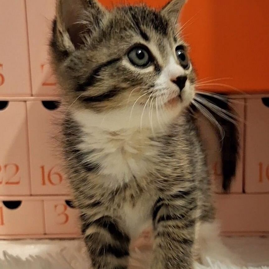 Котенок 1.5 месяца