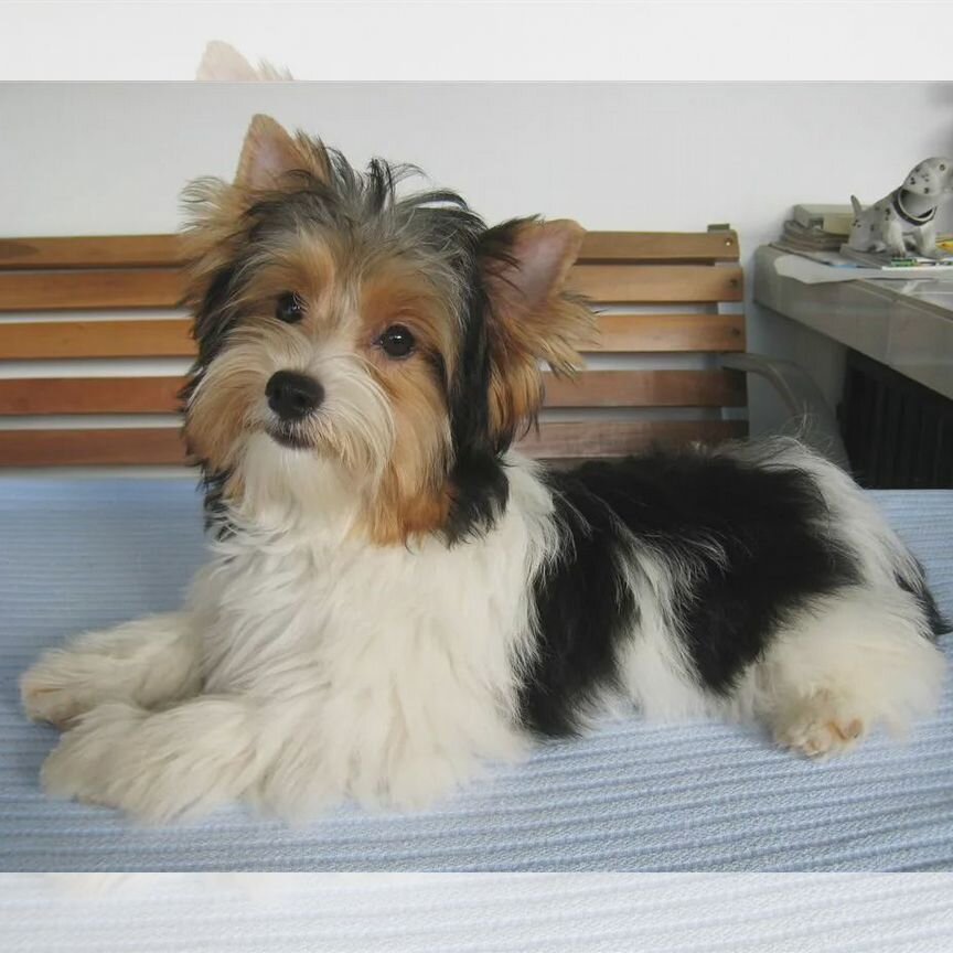 Бивер-йоркширский терьер, вязка