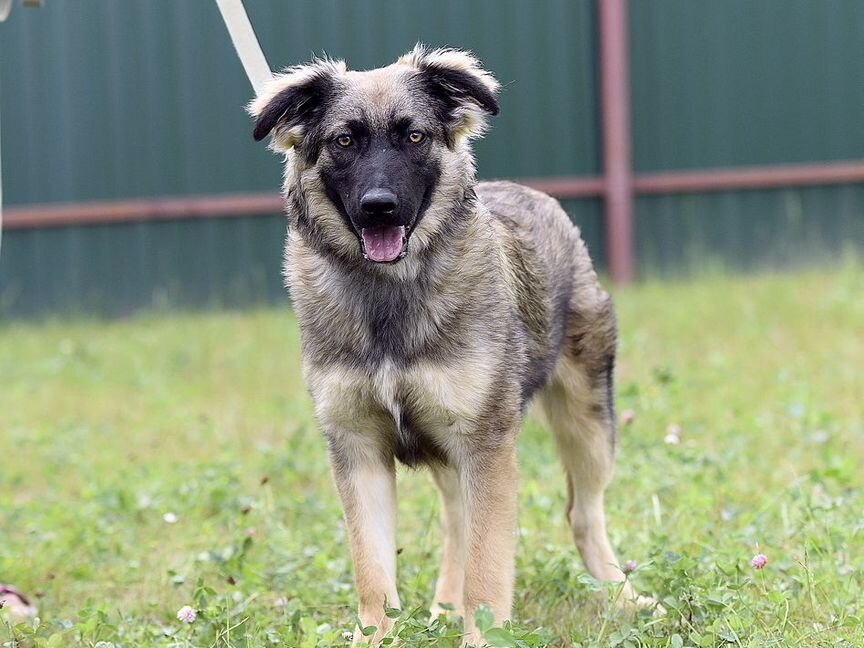 Шкипер, необыкновенный щенок
