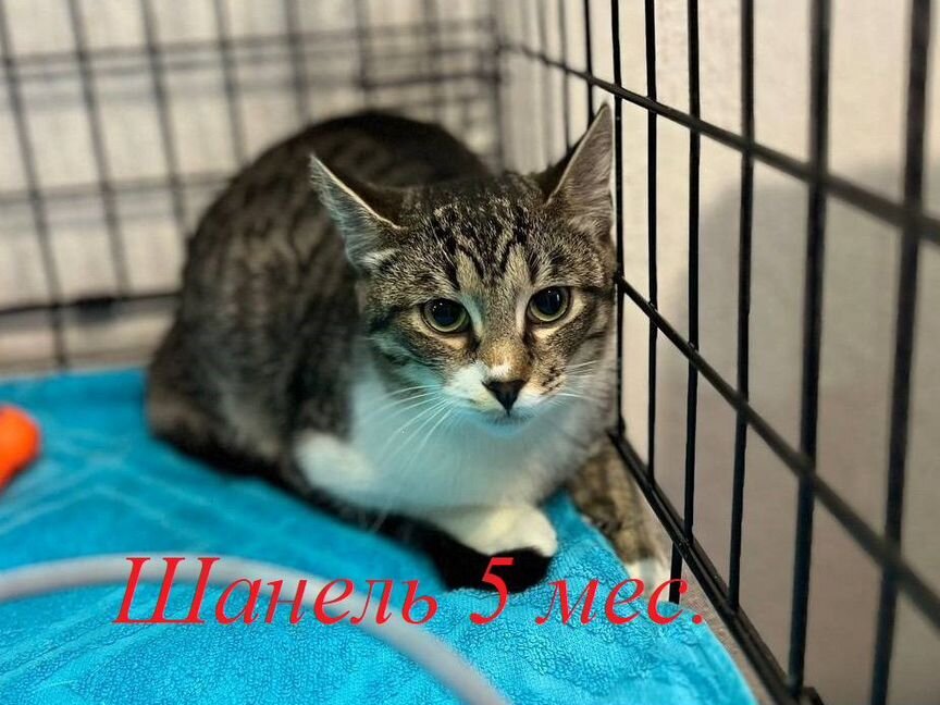 Котята в добрые руки бесплатно