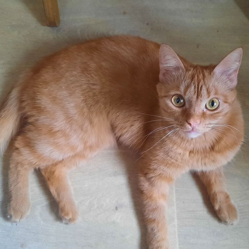 Кошка ищет любящих хозяев