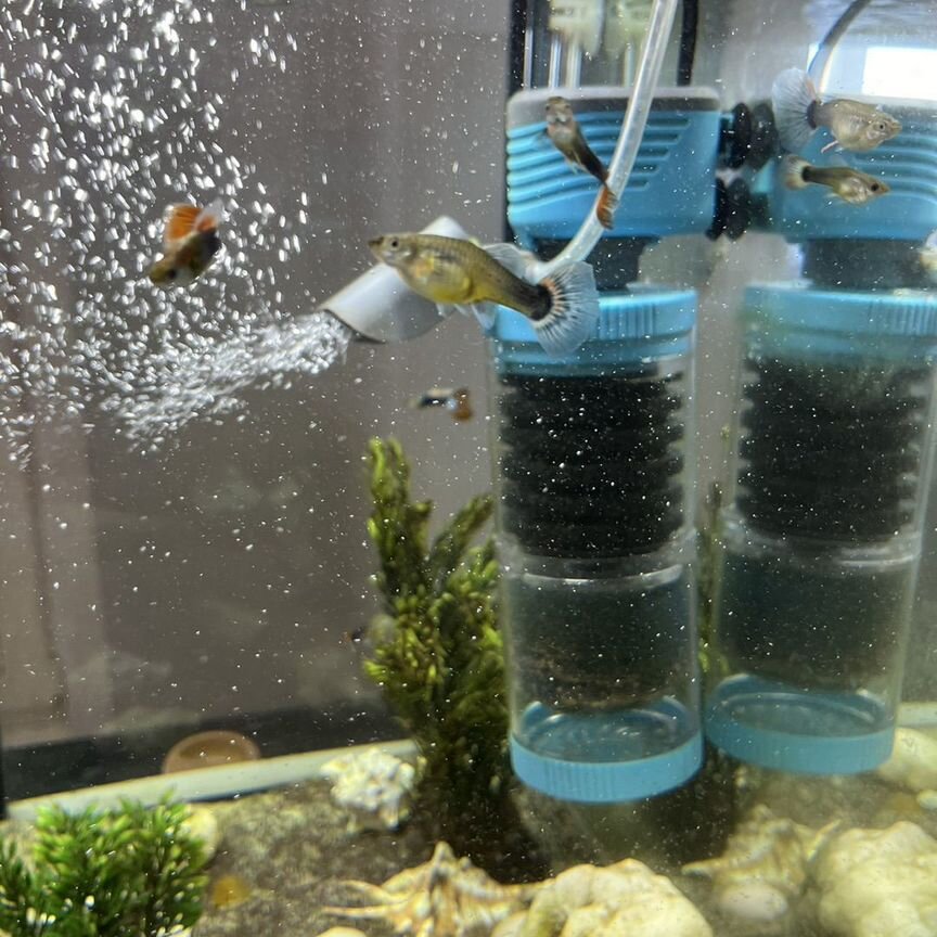 Гуппи самки-подростки