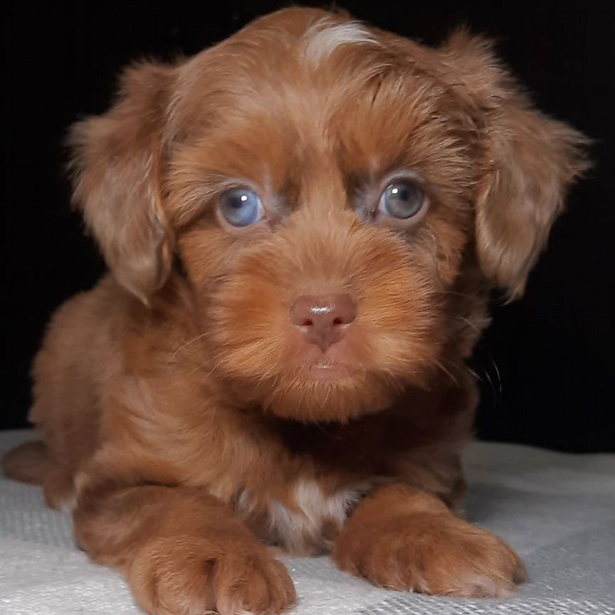 Петербургская орхидея, щенок