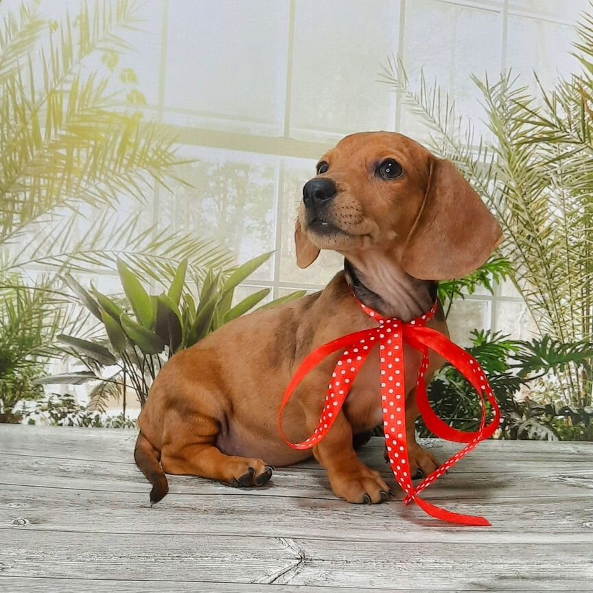 Таксята,красивые щенки