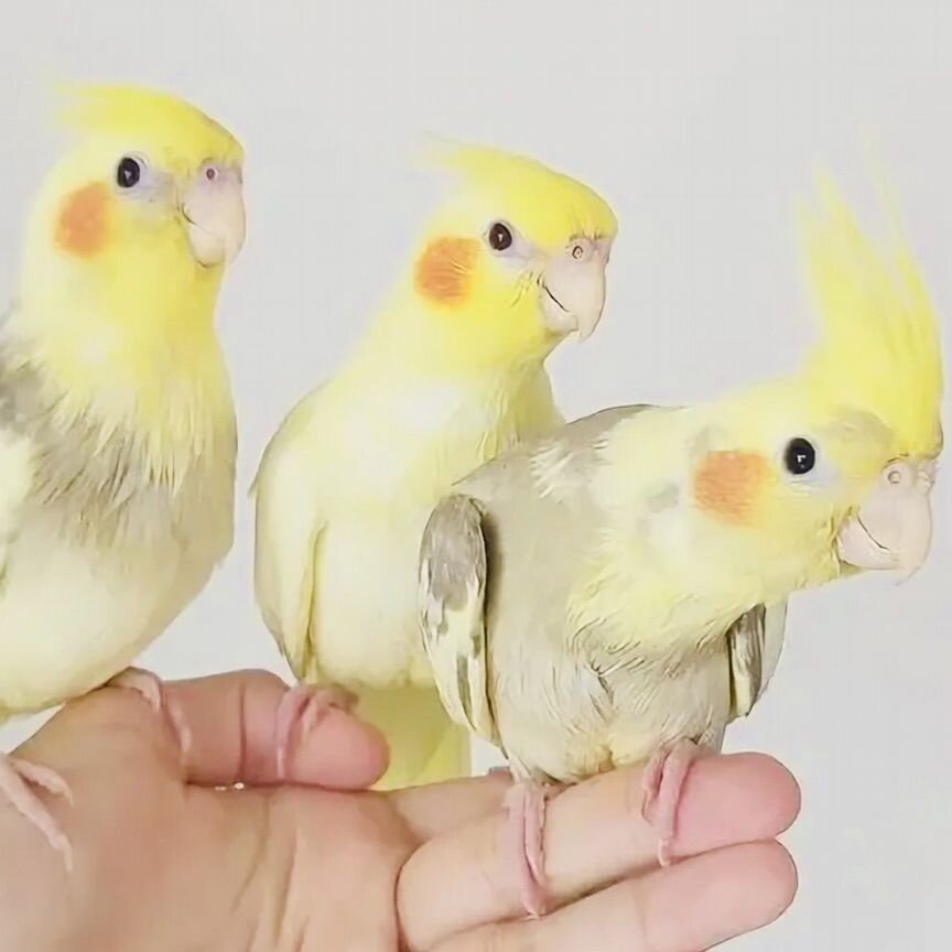 Попугай корелла с клеткой