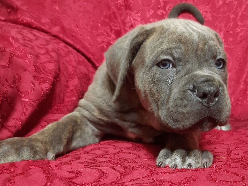 Серо-тигровые итальянские кане корсо