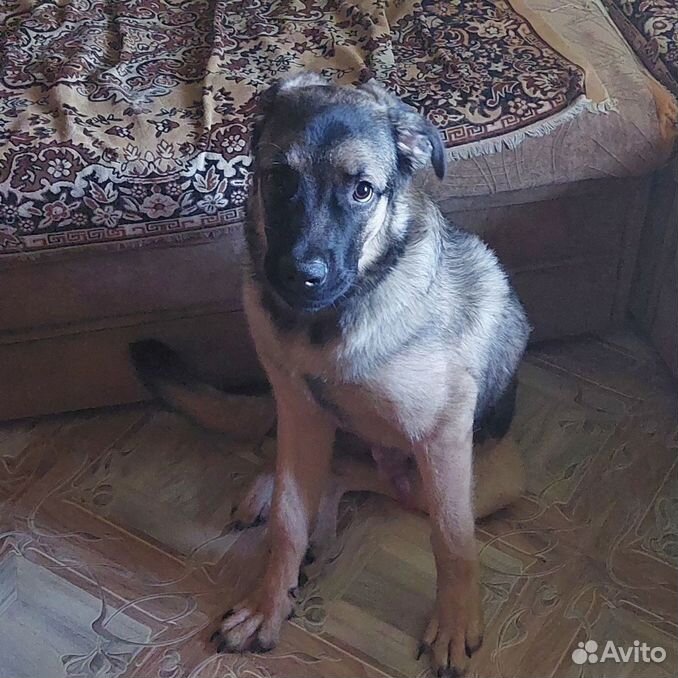 Щенок Бакс ищет дом