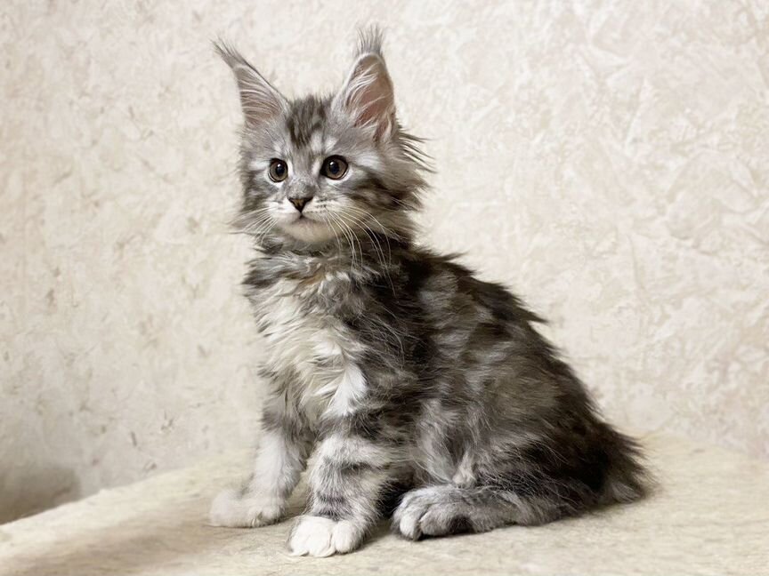 Мейн-кун котёнок-кошка в разведение, fs(22)