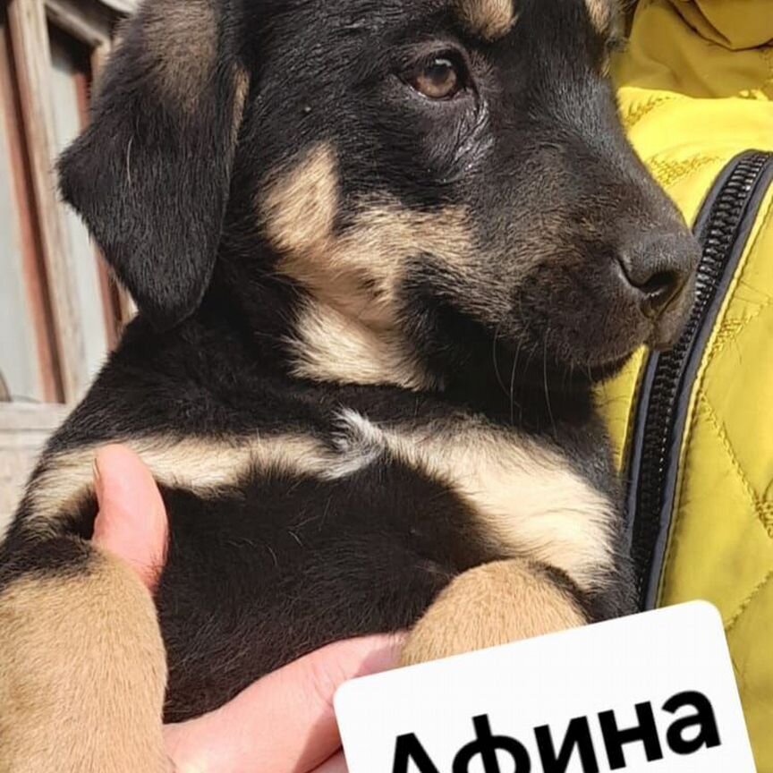 Прекрасная Афина в добрые руки