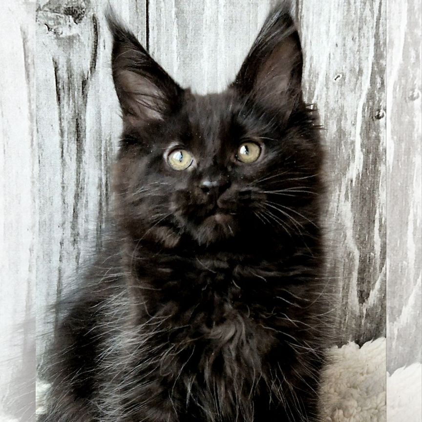 Мейн-кун котёнок