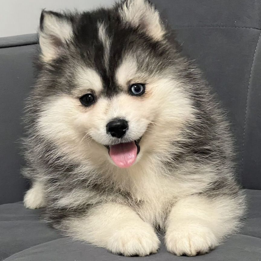 Помски, щенок