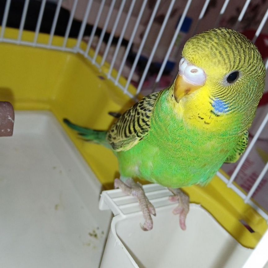 Волнистый попугай птенец мальчик с клеткой