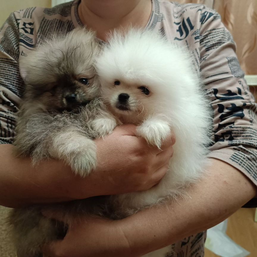 Померанский шпиц, щенок