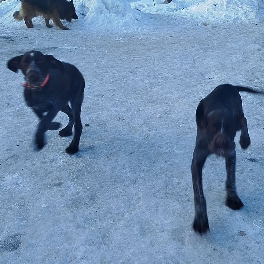 Дратхаар, щенок