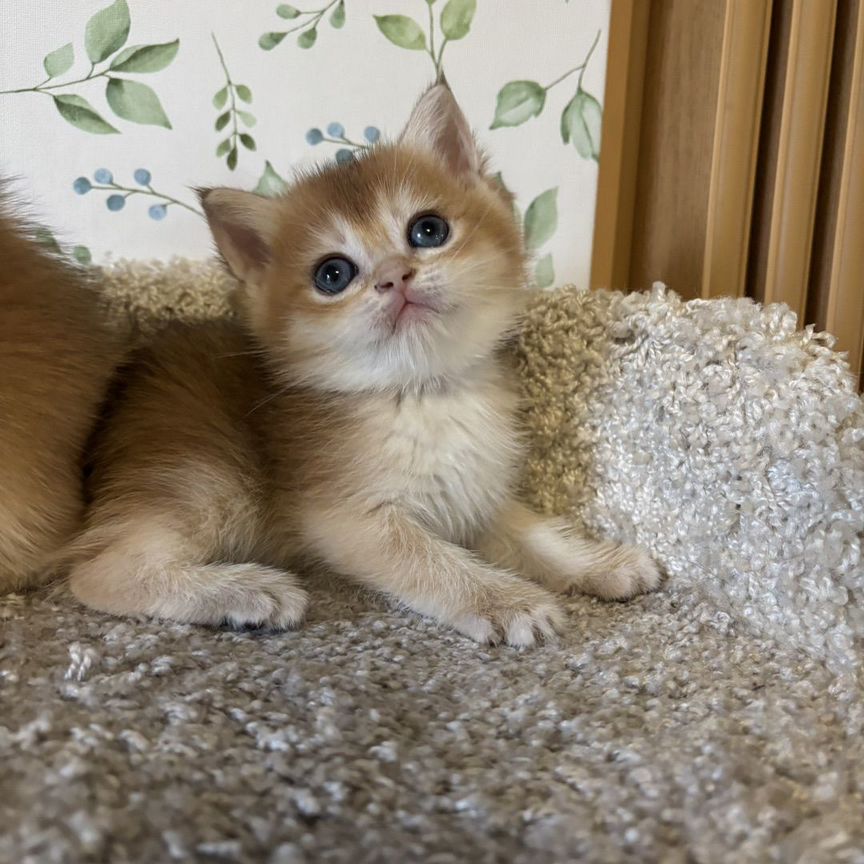 Британские котятки
