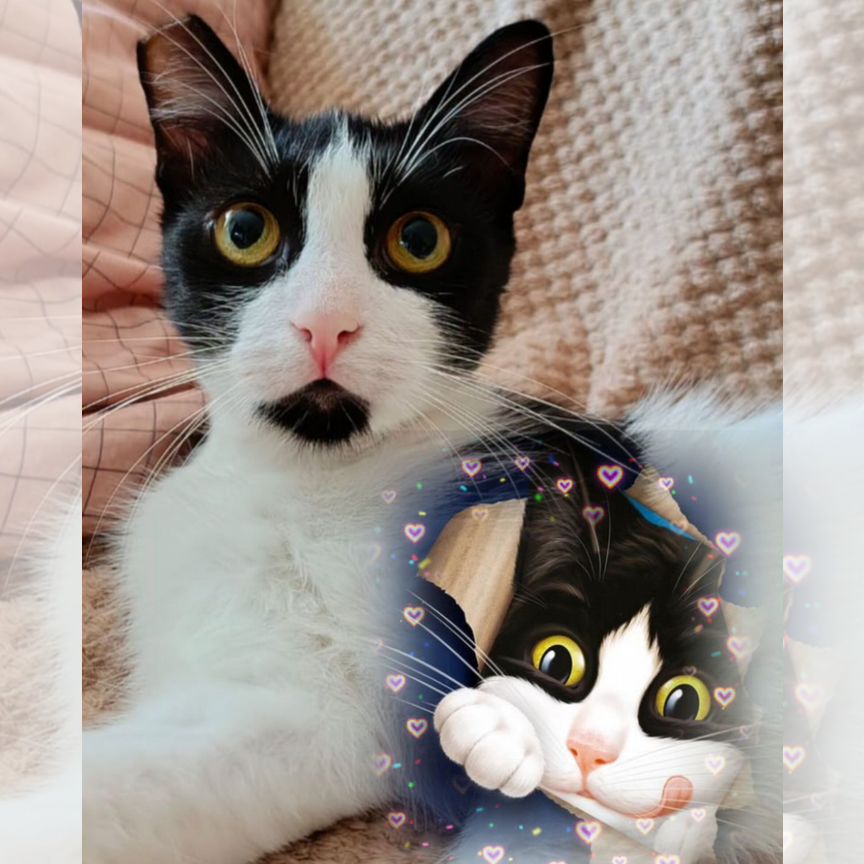 Очень ласковая молоденькая кошка