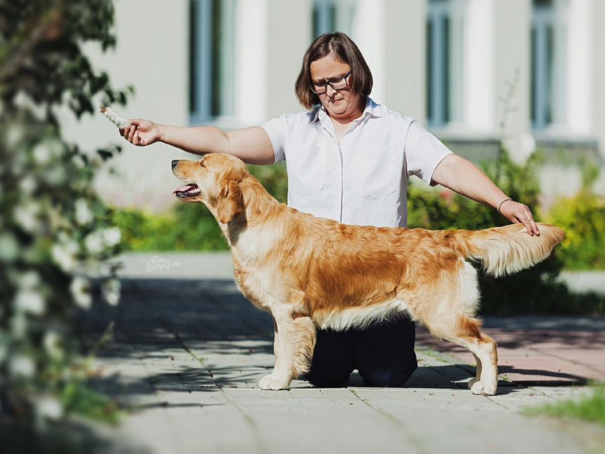 Золотистый ретривер