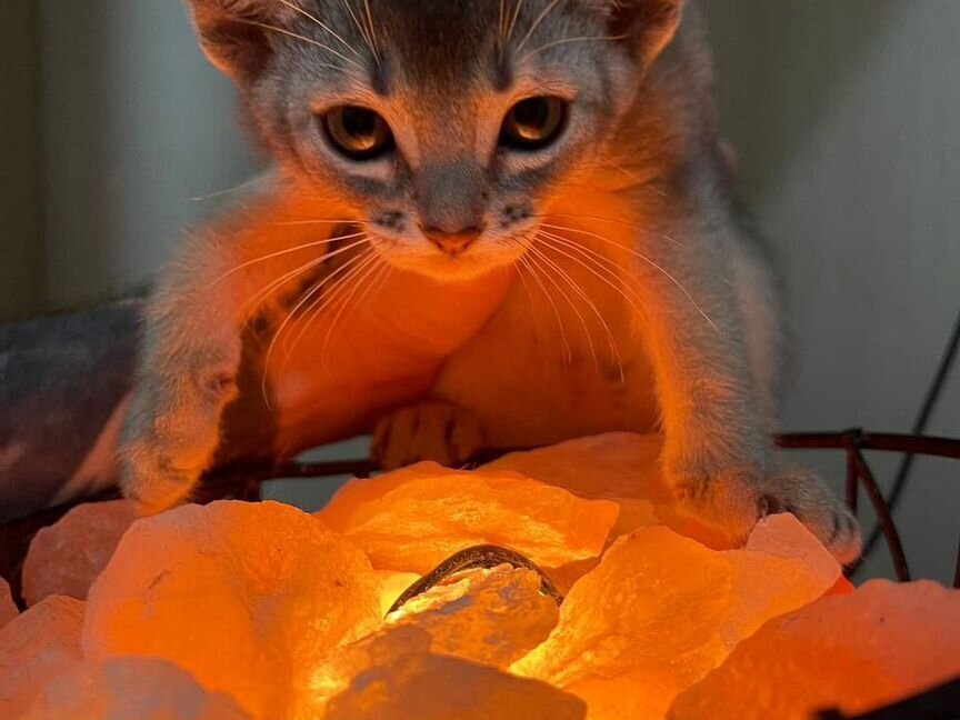 Абиссинская кошка