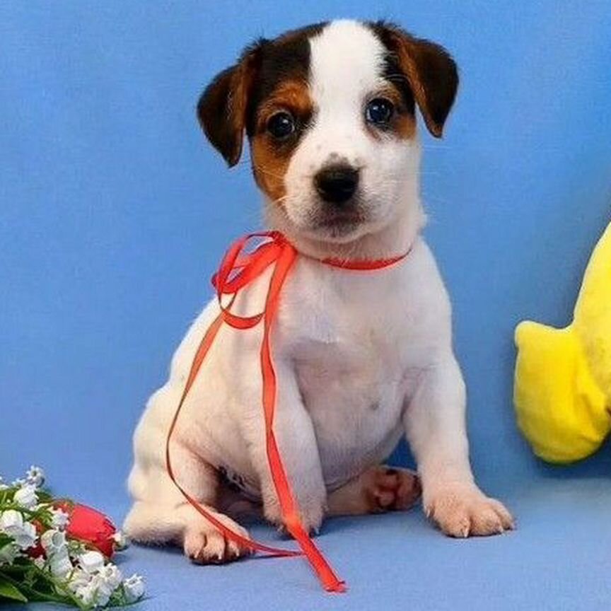 Джек-рассел-терьер, щенок