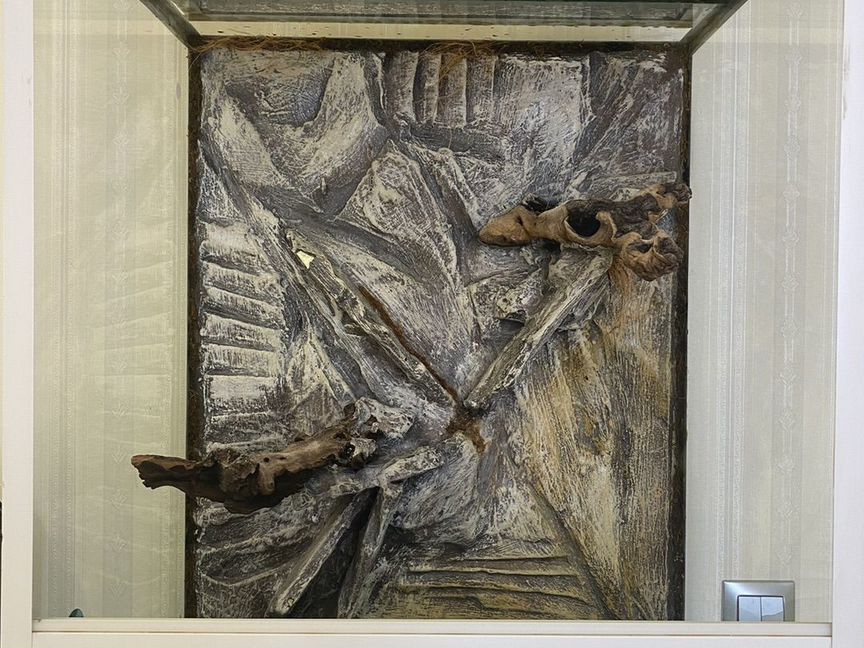 Террариум для хамелеона