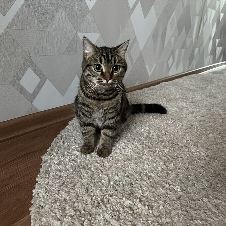 Мраморно шатландский