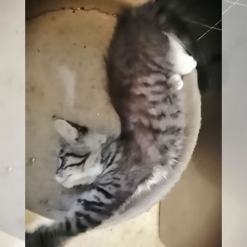 Отдам в добрые руки