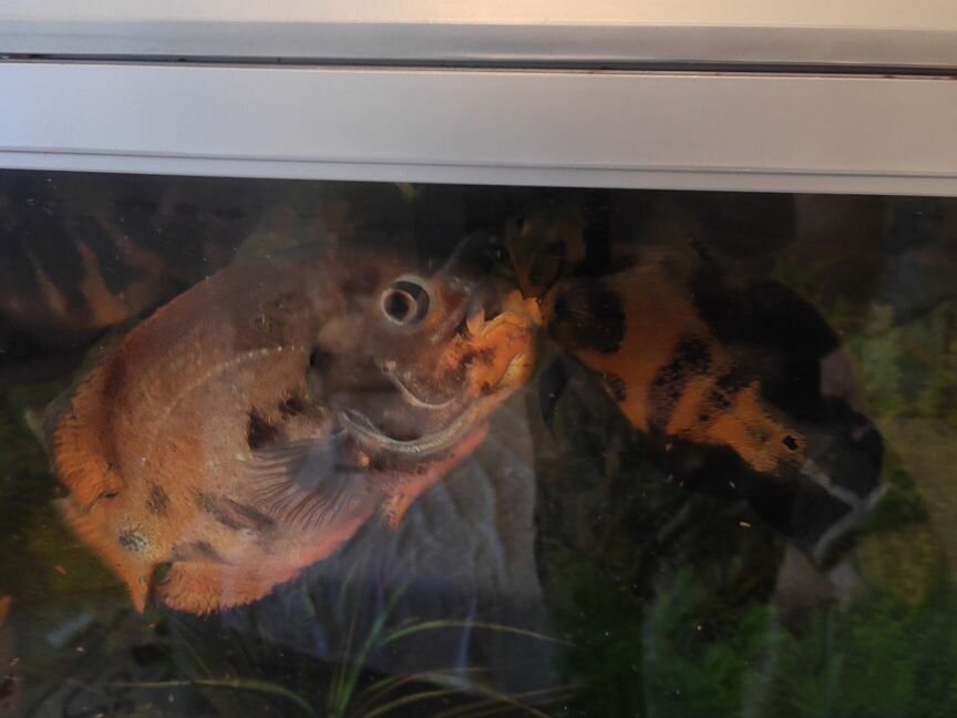 Остроносусы третий год уже митали икру