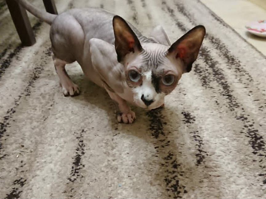 Канадский сфинкс отдам