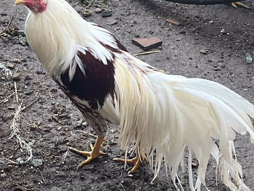 Петух Йокогама