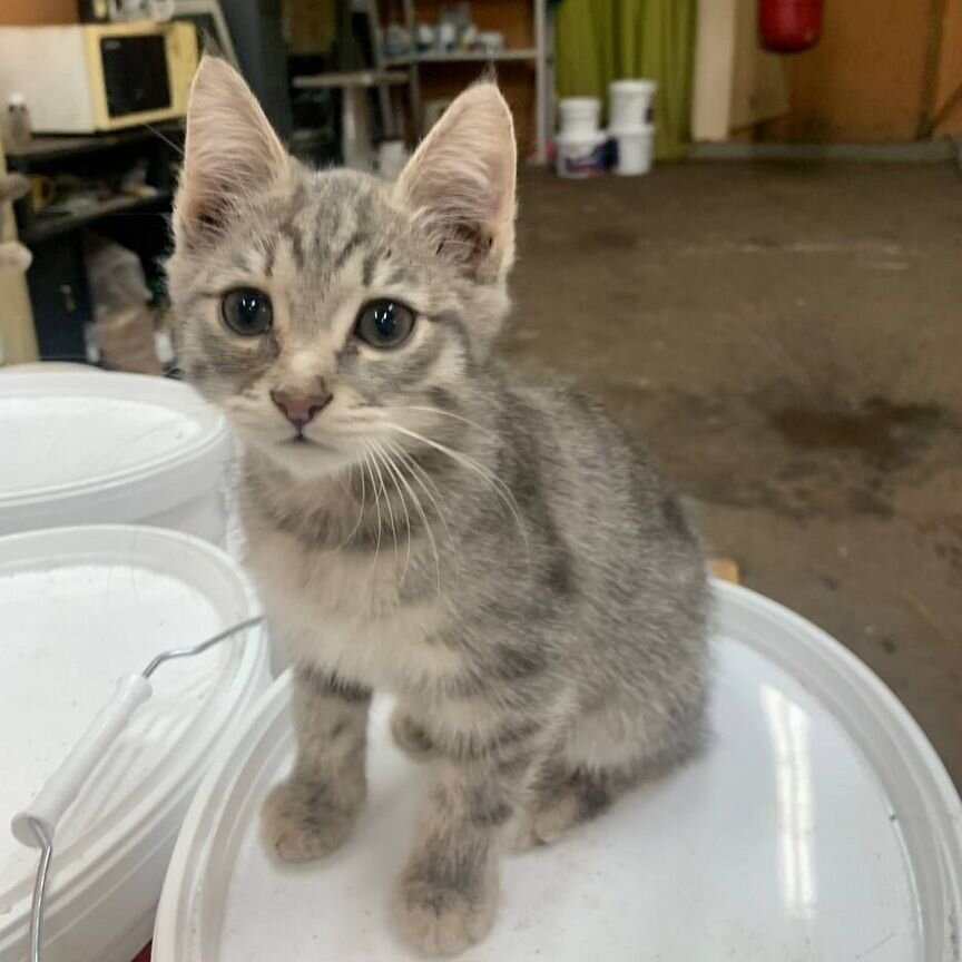 Котята в добрые руки бесплатно