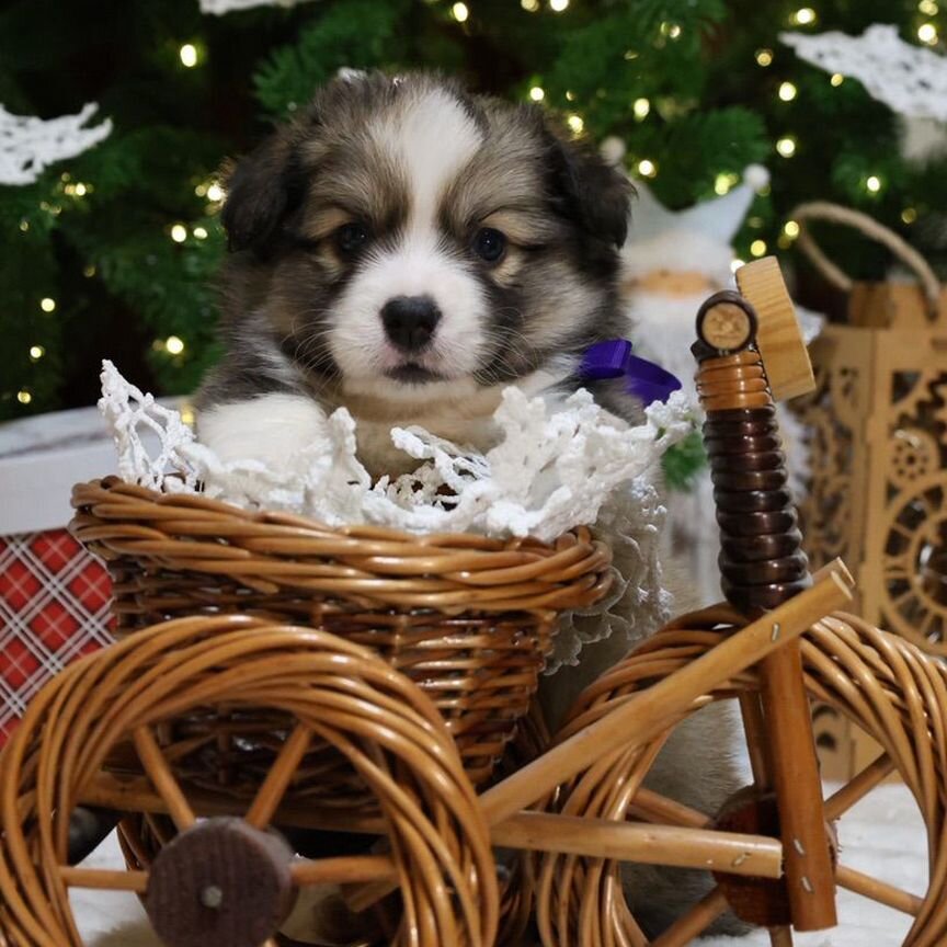 Вельш Корги Пемброк, щенок