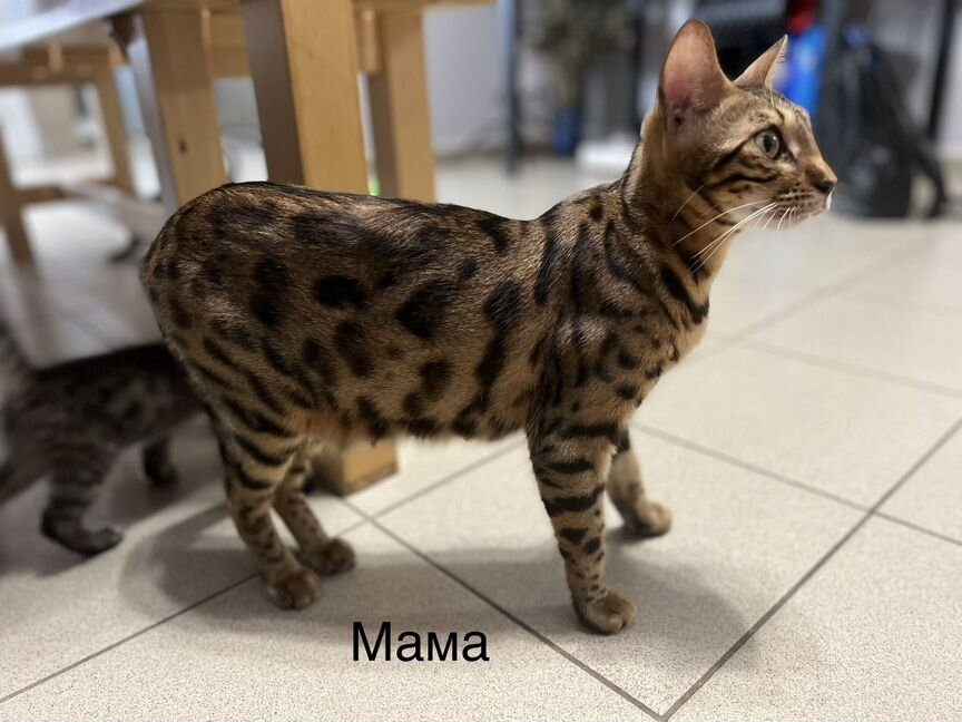Бенгальская котята
