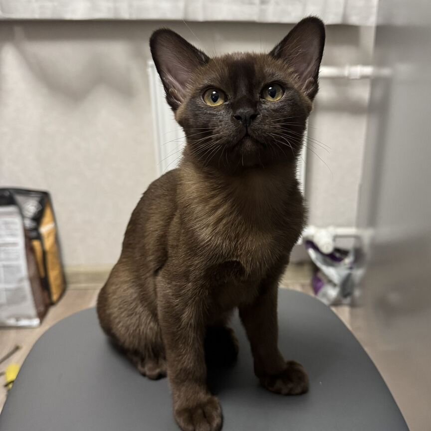 Европейский бурманский котёнок