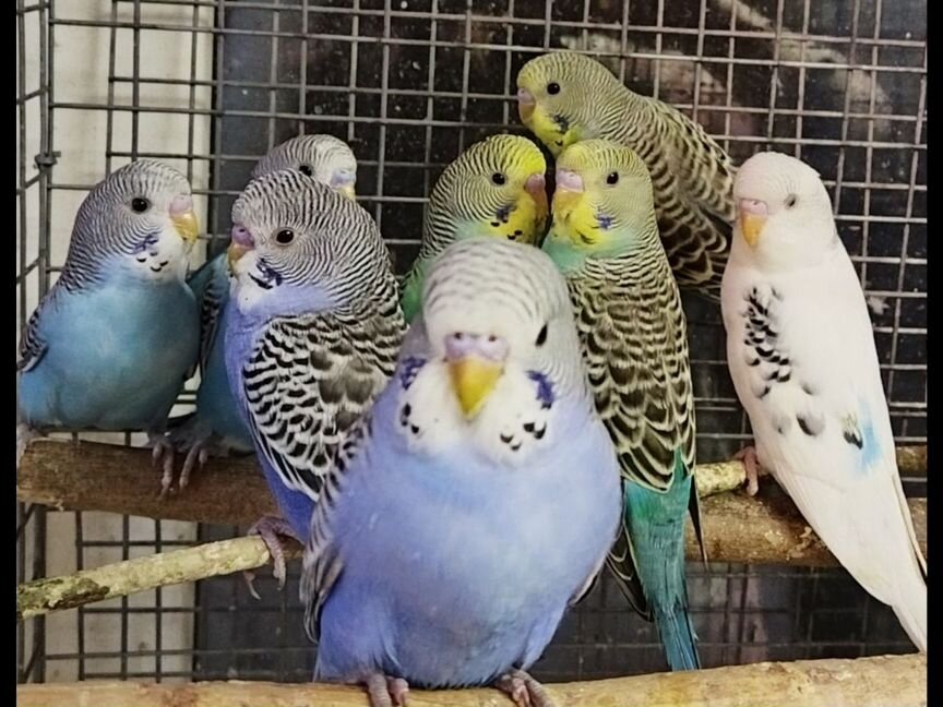 Волнистый попугай малыши 2-3мес