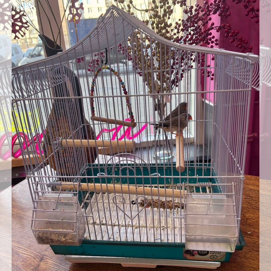 Амадины с клеткой