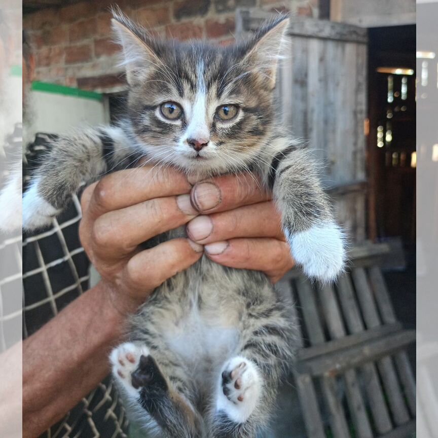 Котёнок в добрые руки
