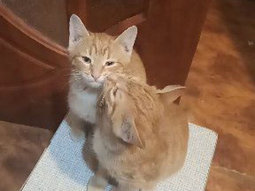 Кошка