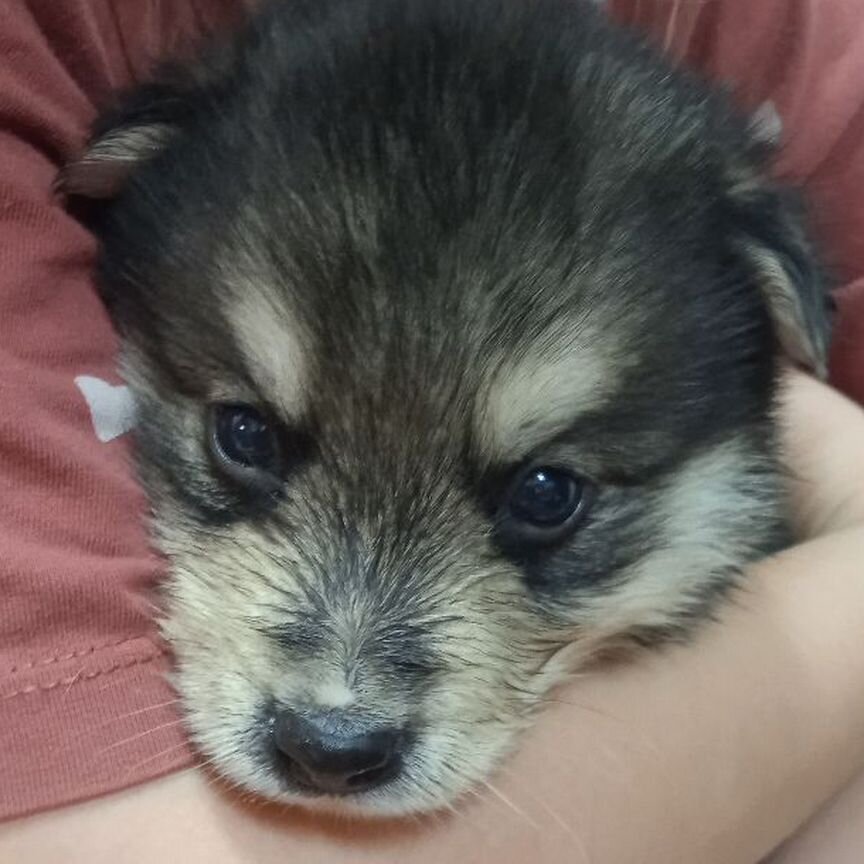 Щенок в добрые руки