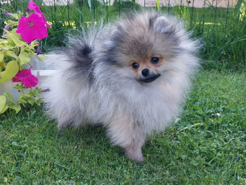 Миниатюрная девочка померанского шпица