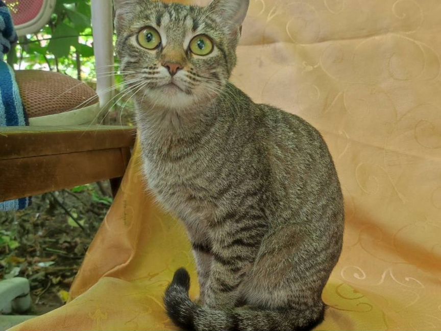 Котенок Сима 4 мес