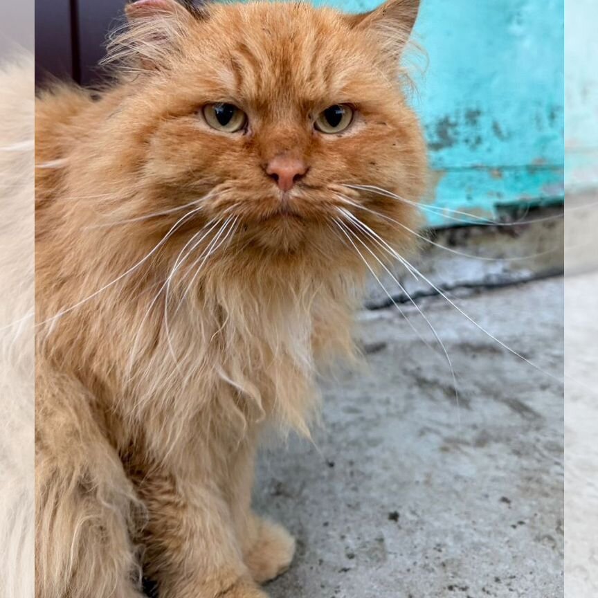 Взрослый кот в добрые руки