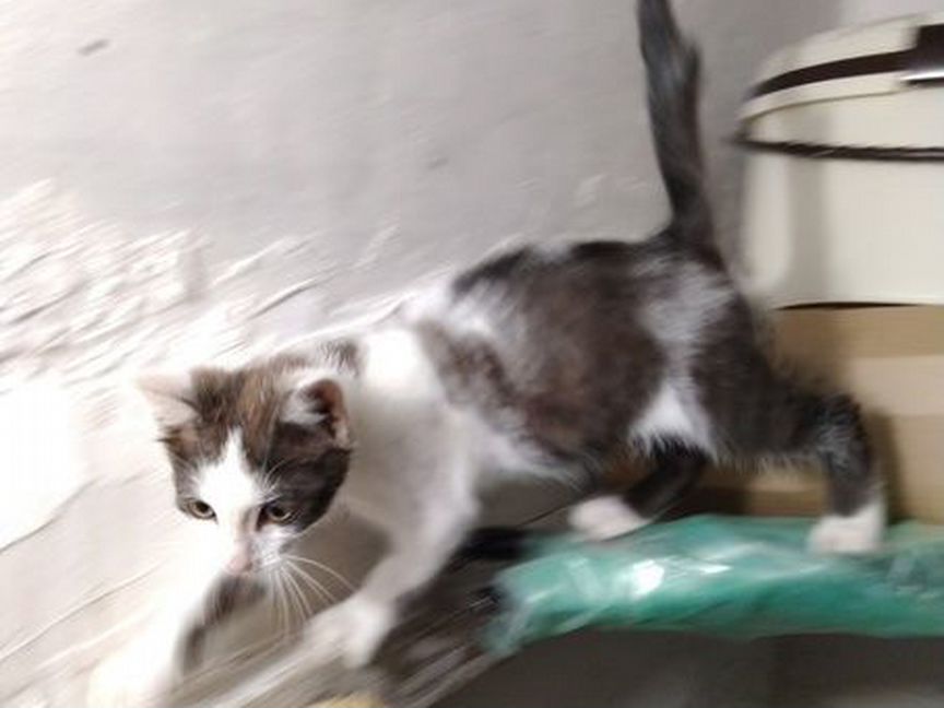 Котик мышколов