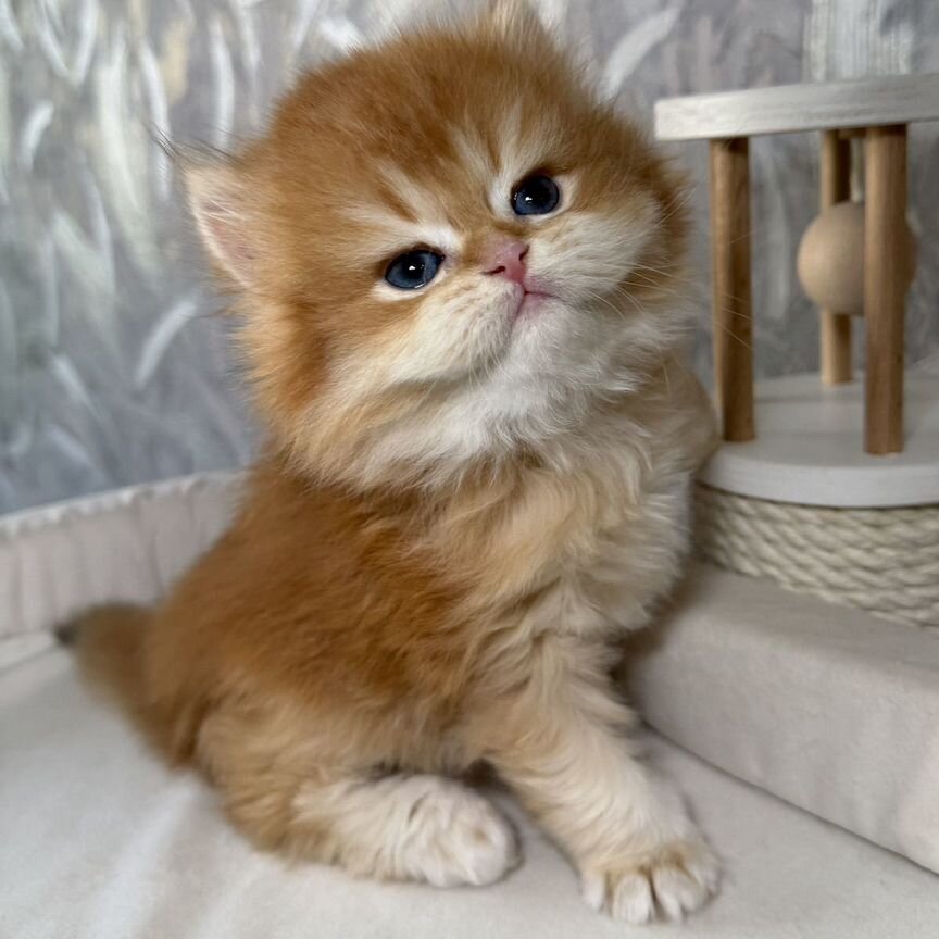 Британский длинношёрстный котёнок