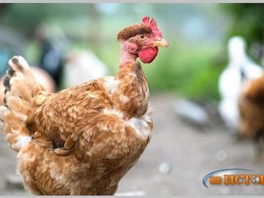 Петухи голошейка