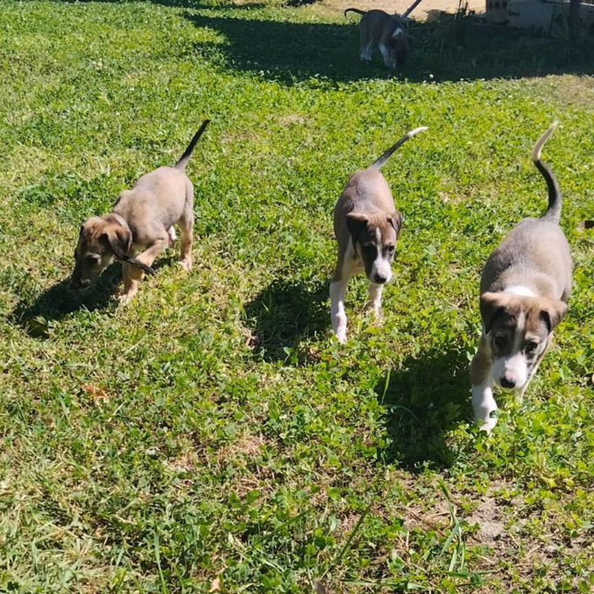 Щенки хортой борзой