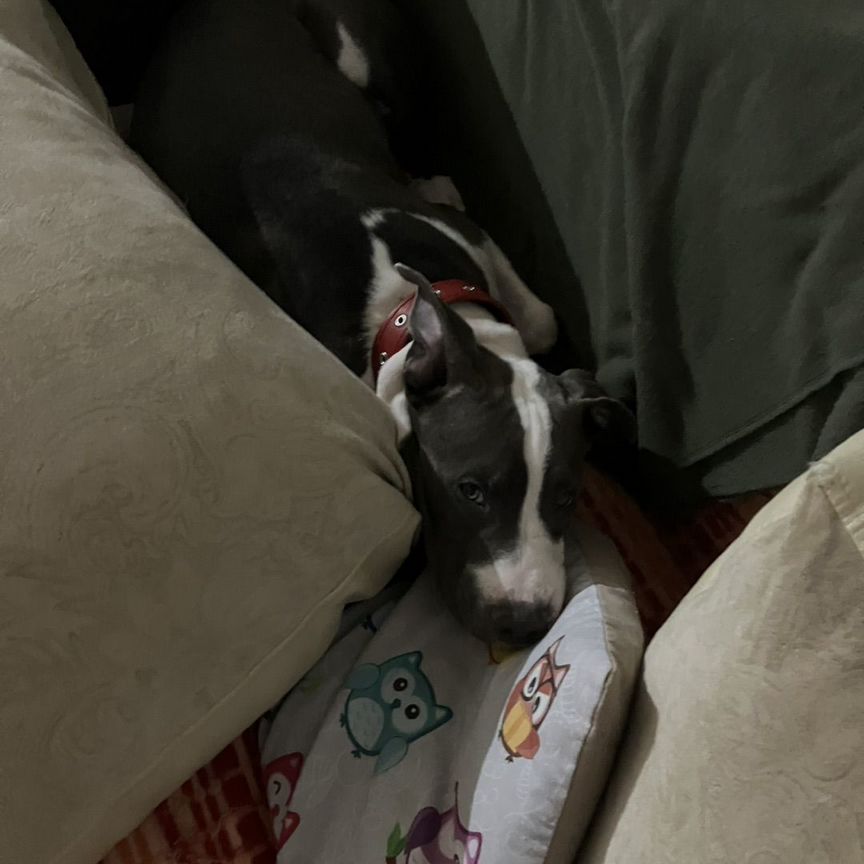 Щенки стаффорда